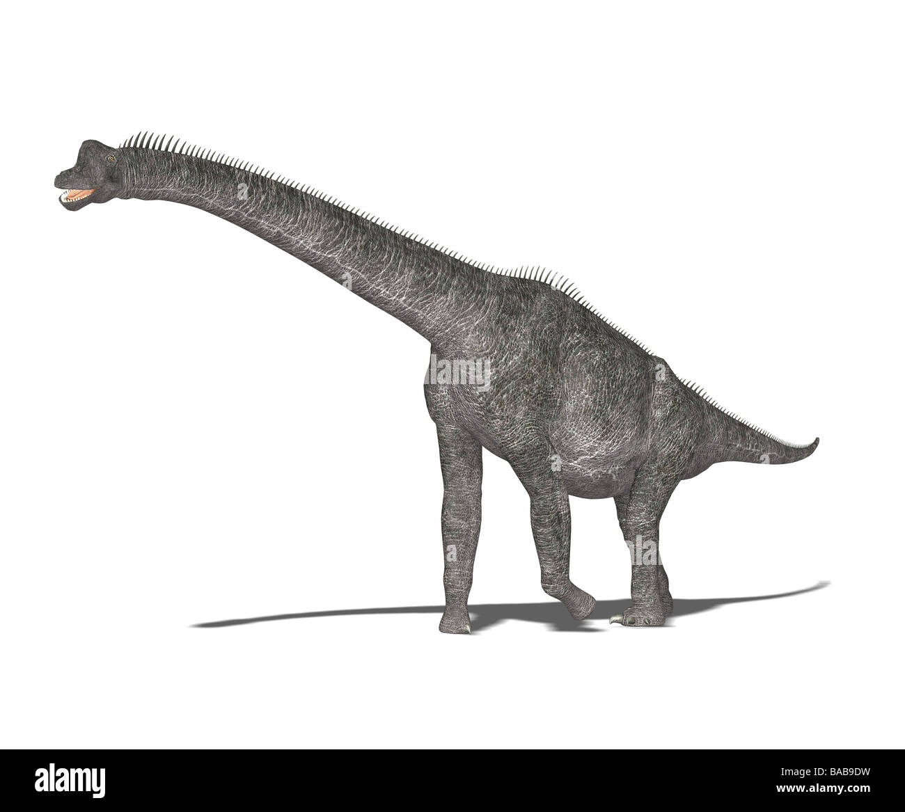 Dinosaurier brachiosaurus dinosaur brachiosaurus Cut Out Stock Images ...