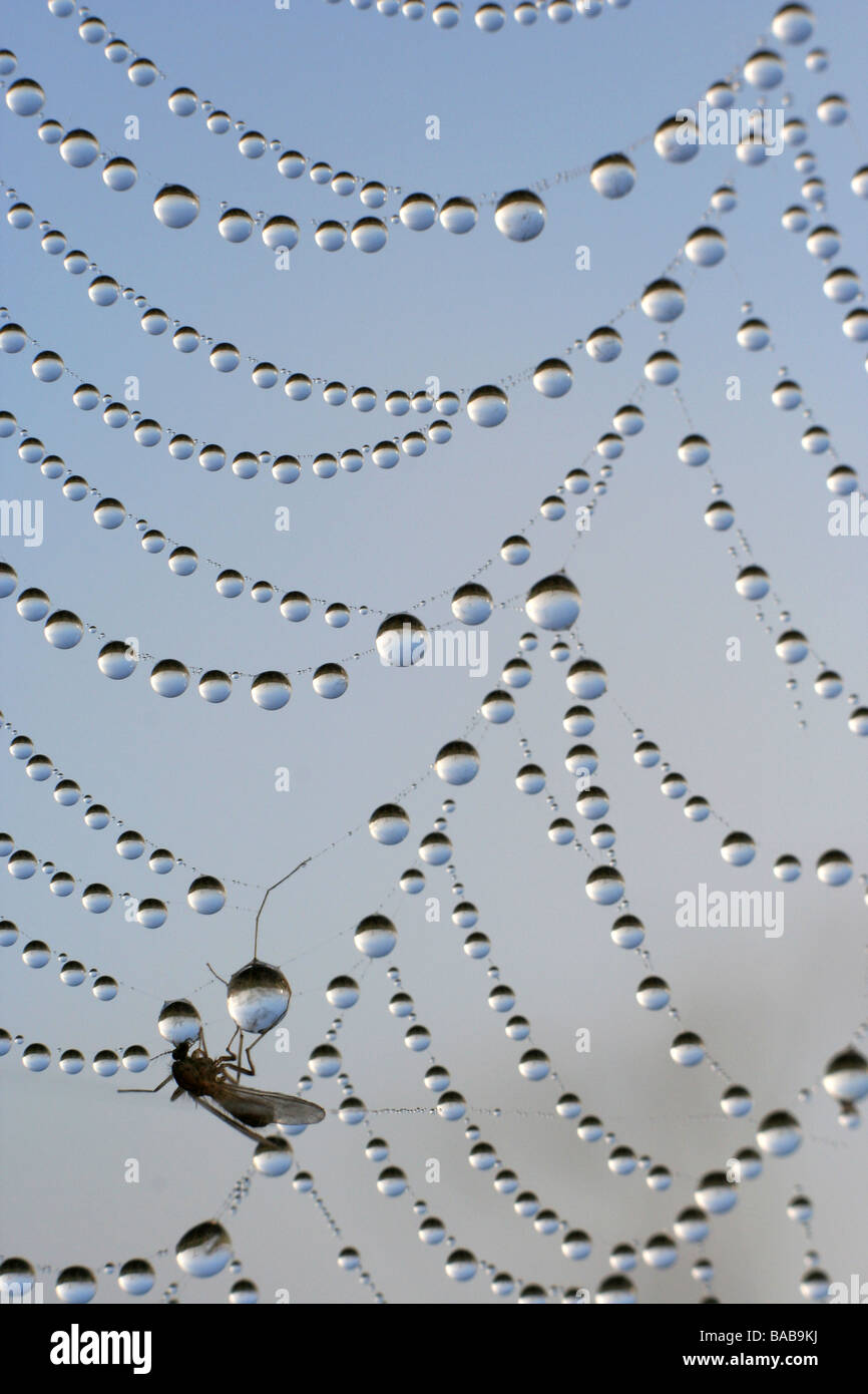 Insect caught in spider's web Stock Photo - Alamy