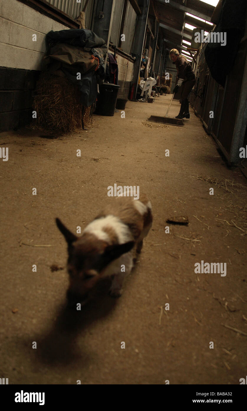 Brown jack horse hi-res stock photography and images - Alamy