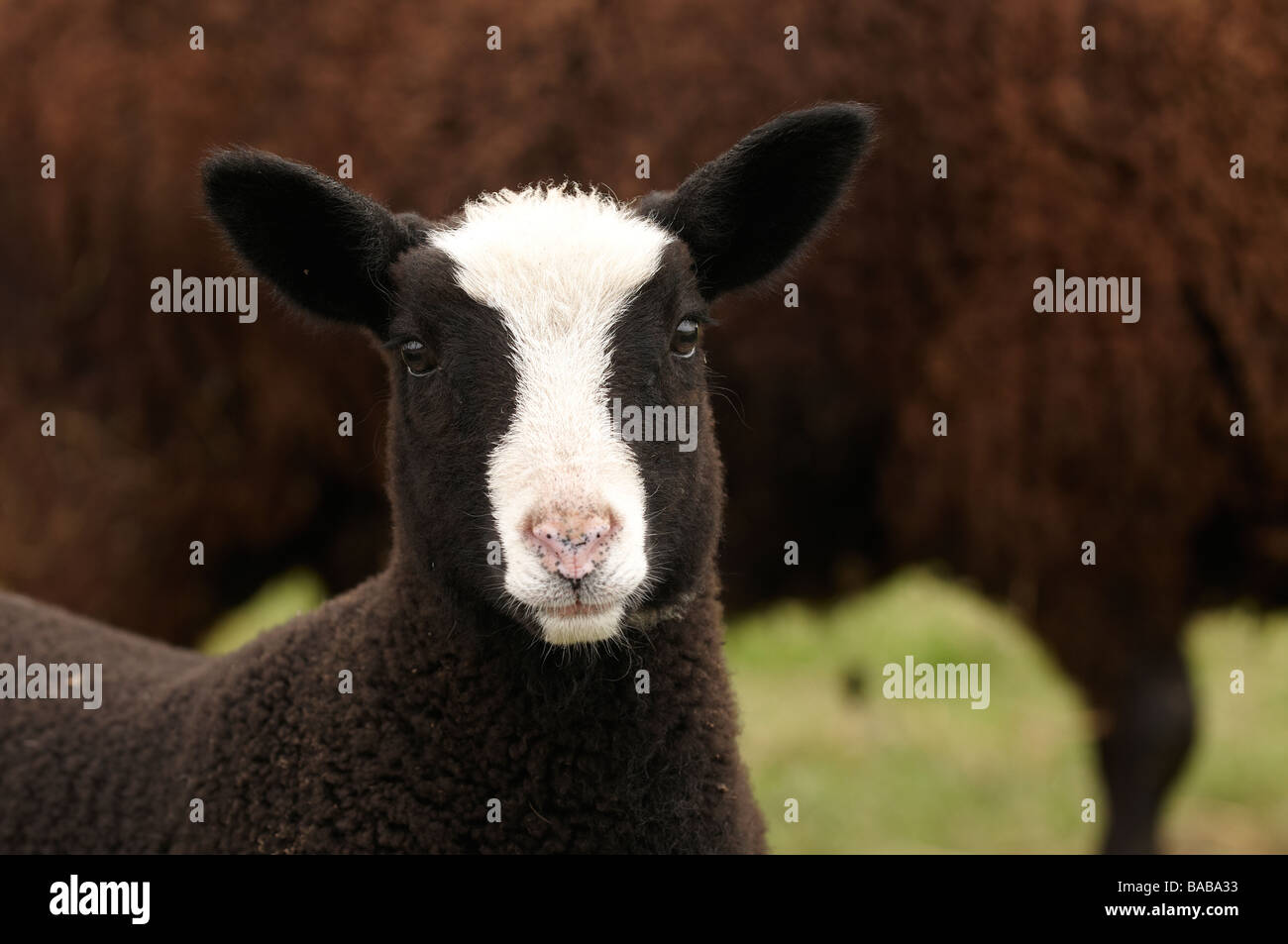 Friesland sheep hi-res stock photography and images - Alamy