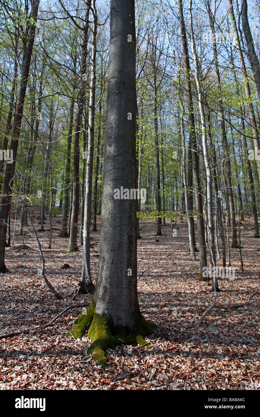 Beech carpinus betulus hi-res stock photography and images - Alamy