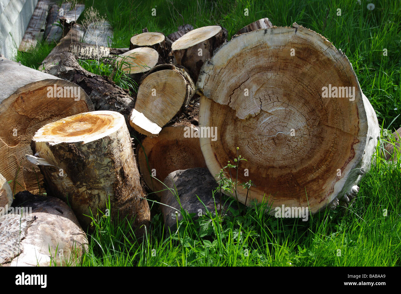 A pile of cut logs drying in the sun Stock Photo - Alamy