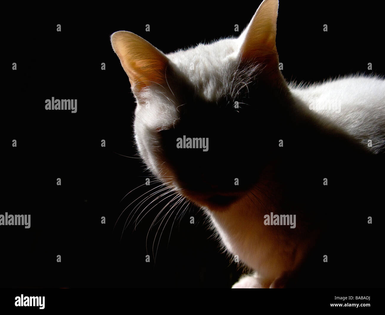 White siamese cat hi-res stock photography and images - Alamy