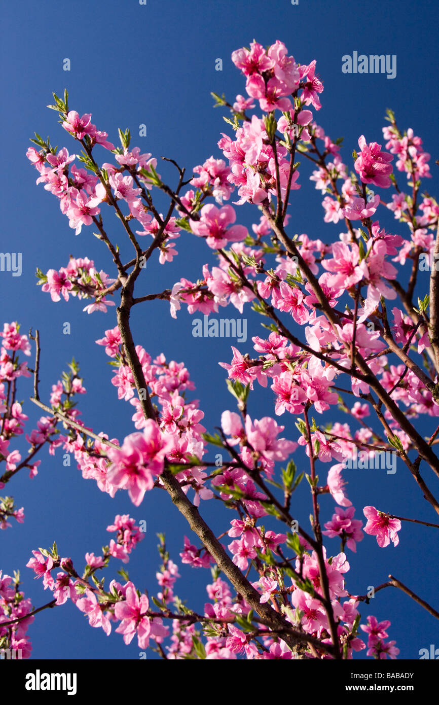 Blooming of beautiful spring flowers Stock Photo - Alamy