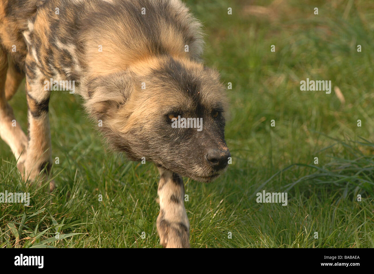 African wild hunting dog stalking Stock Photo - Alamy