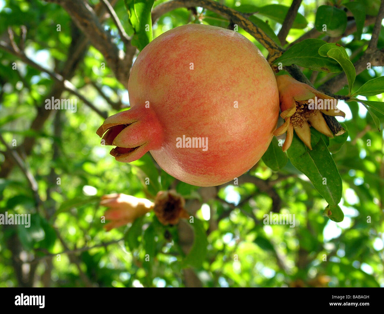 pomegranate on the tree Stock Photo - Alamy