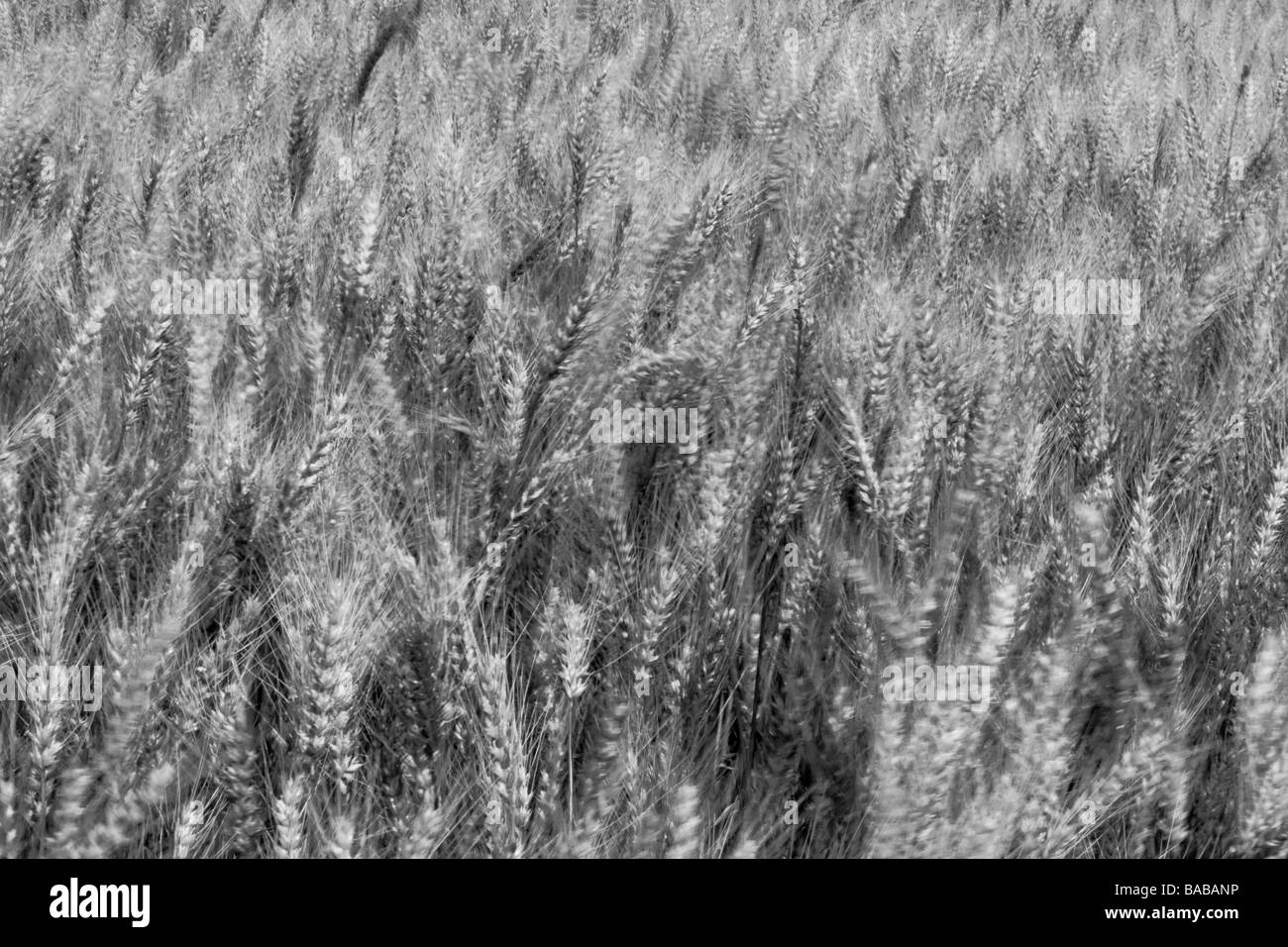 Spikes Black and White Stock Photos & Images - Alamy