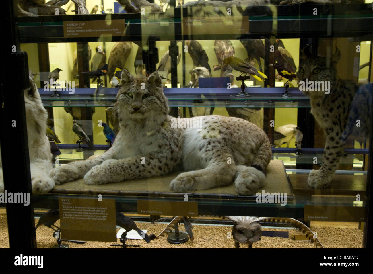 Stuffed Lynx in Case at Natural History Museum Tring Herts England ...