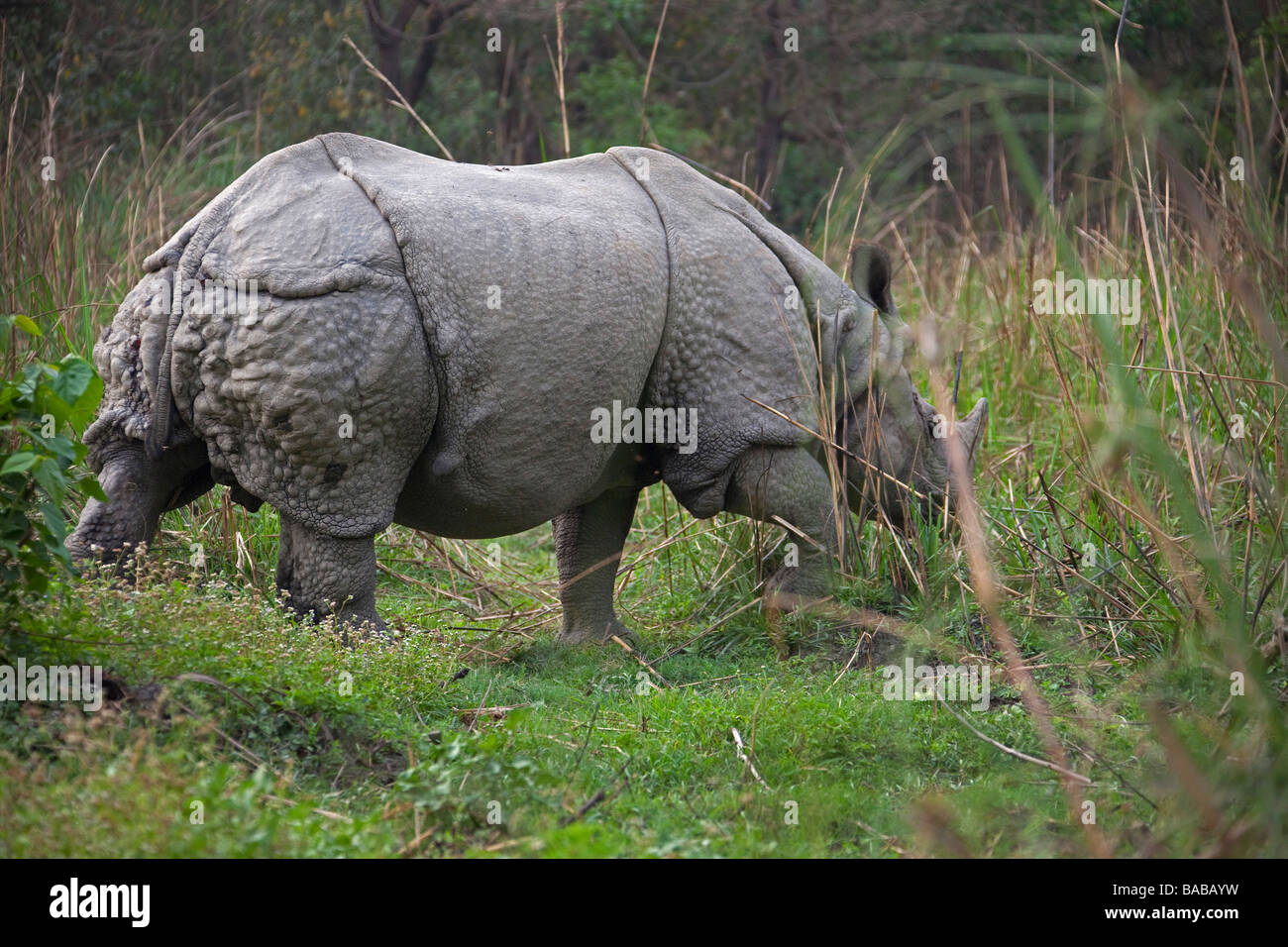 One-horned Rhinoceros (Rhinoceros unicornis) grazing in Chitwan ...