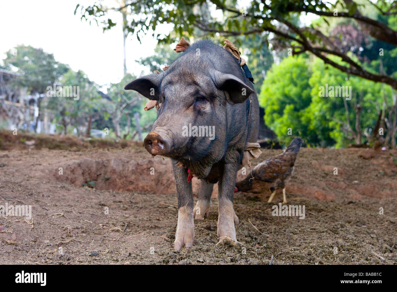 Pig in Thailand Stock Photo - Alamy