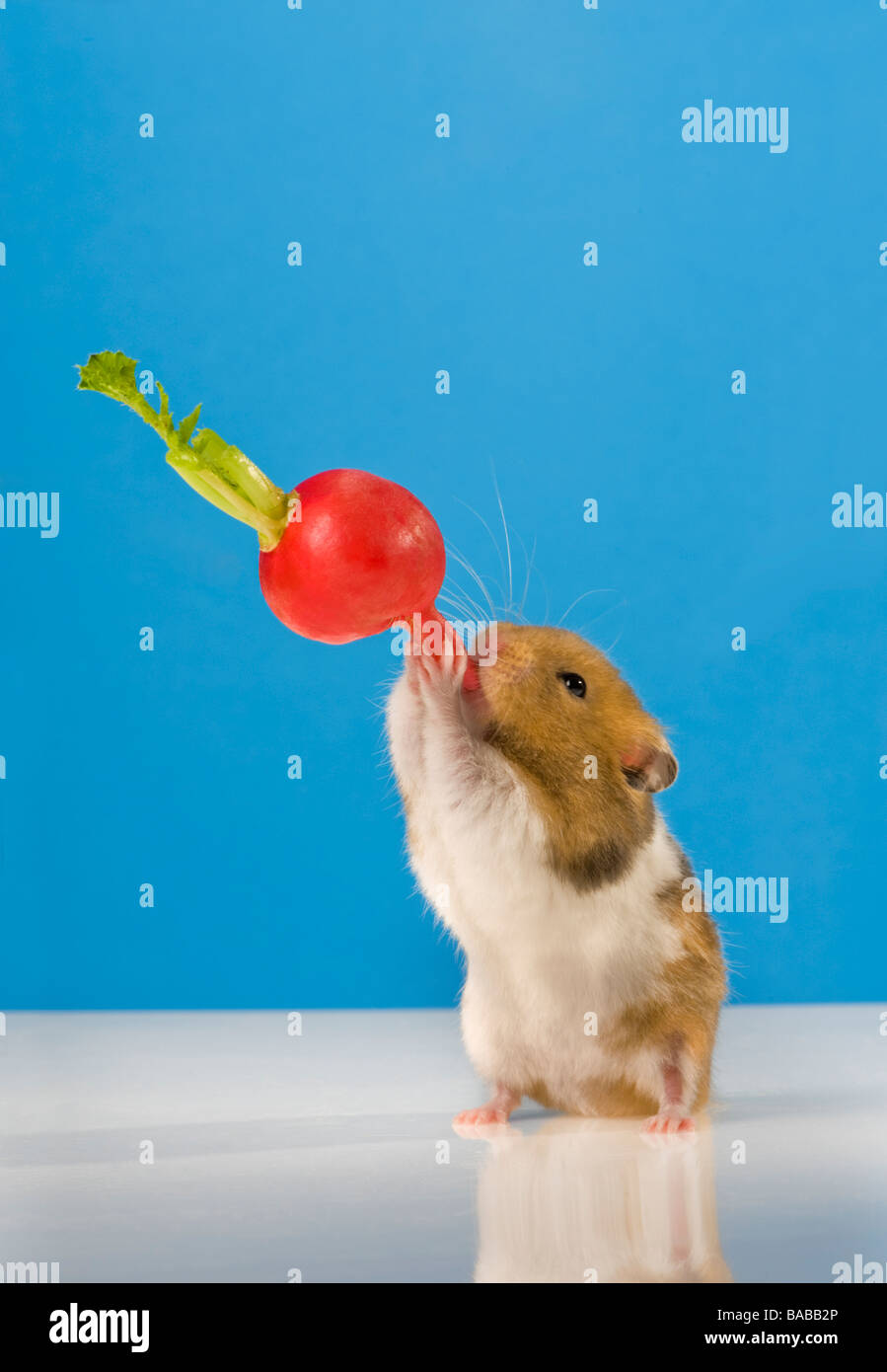 Hamster eating full cheek hi-res stock photography and images - Alamy