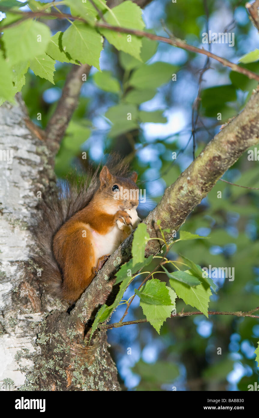 squirrel in a tree Stock Photo - Alamy