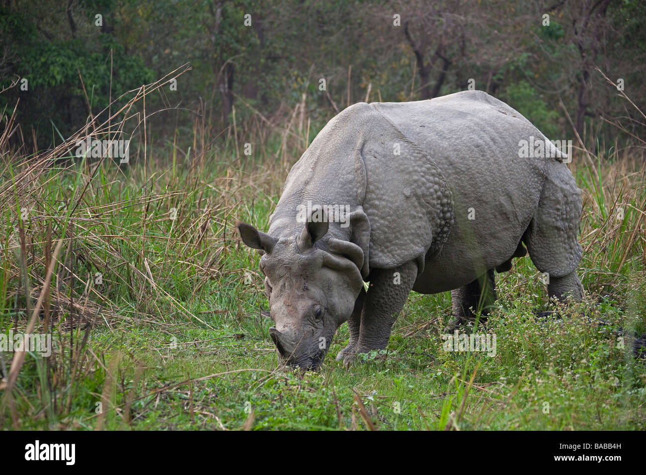 One-horned Rhinoceros (Rhinoceros unicornis) grazing in Chitwan ...