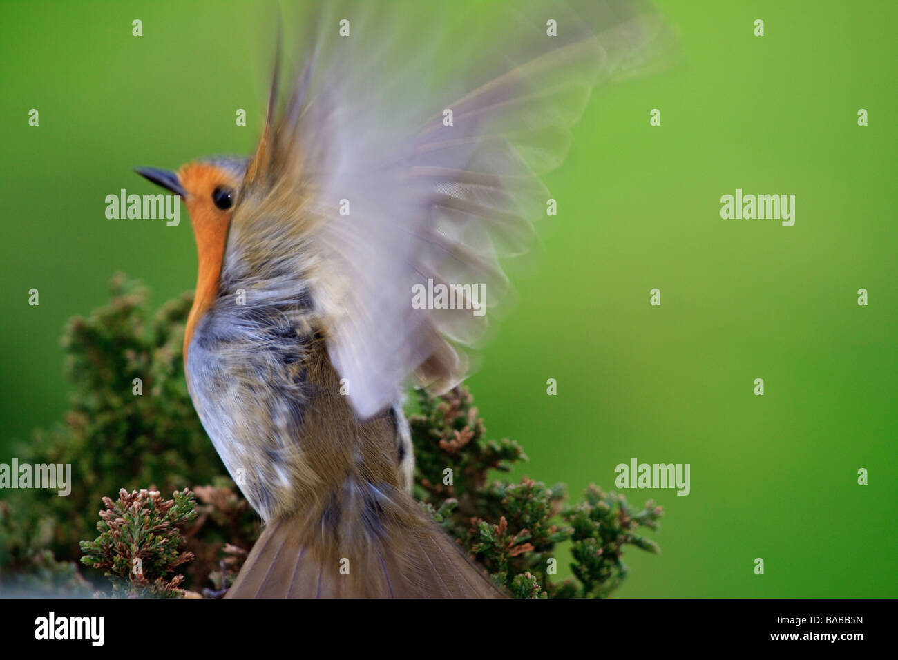 Robin taking flight Stock Photo - Alamy