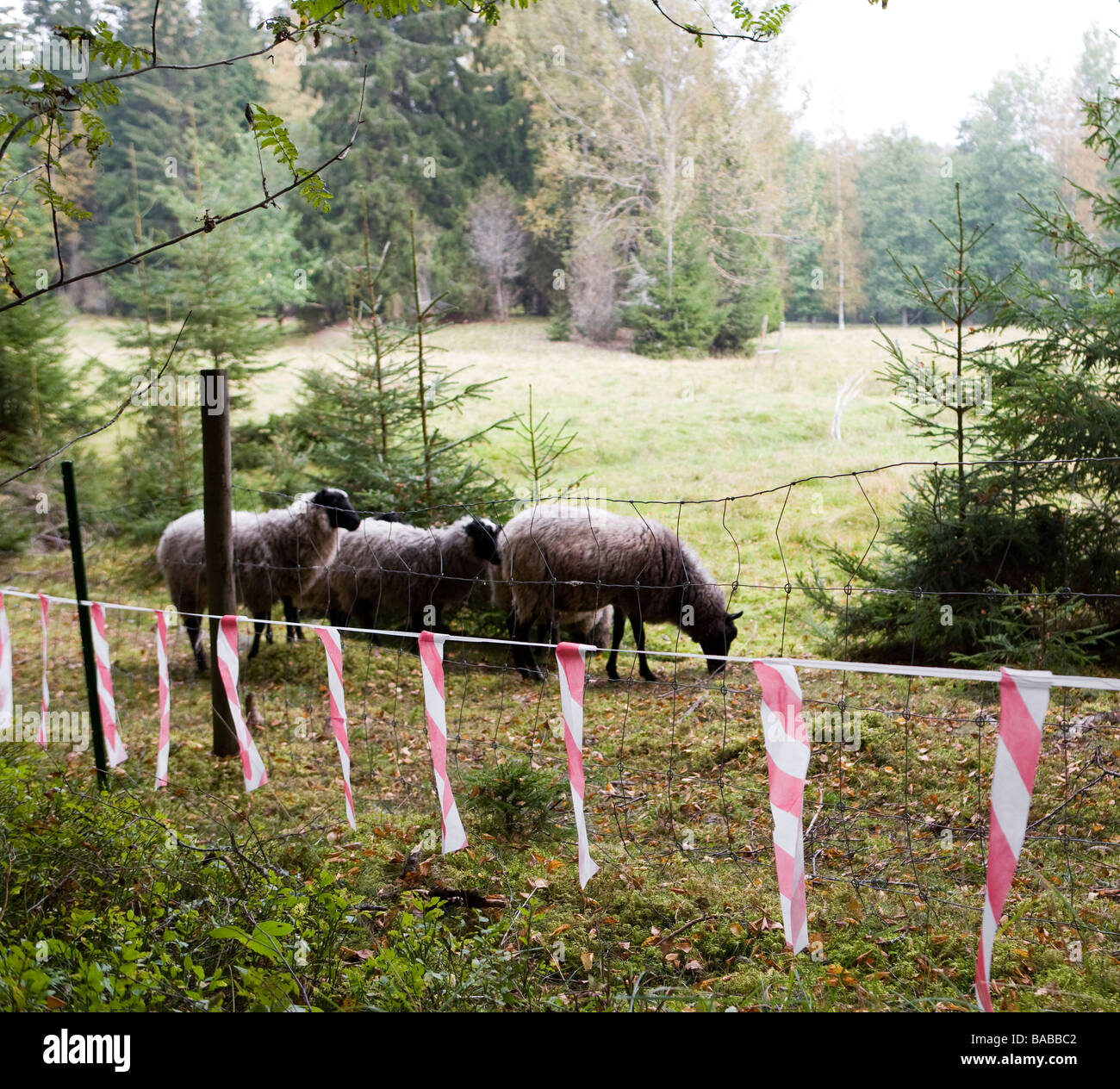 Sheep behind hi-res stock photography and images - Alamy