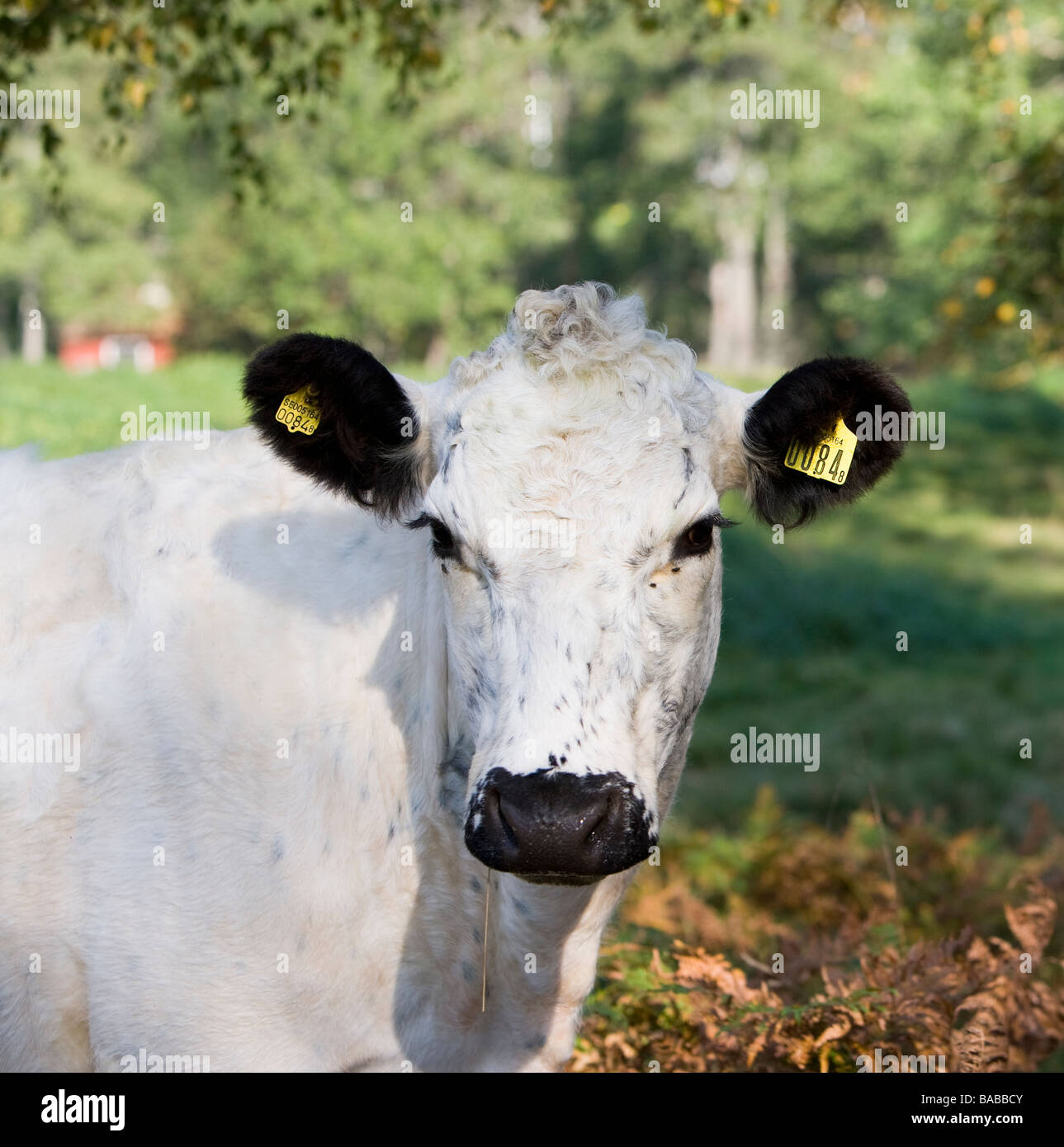 A white cow Sweden Stock Photo - Alamy