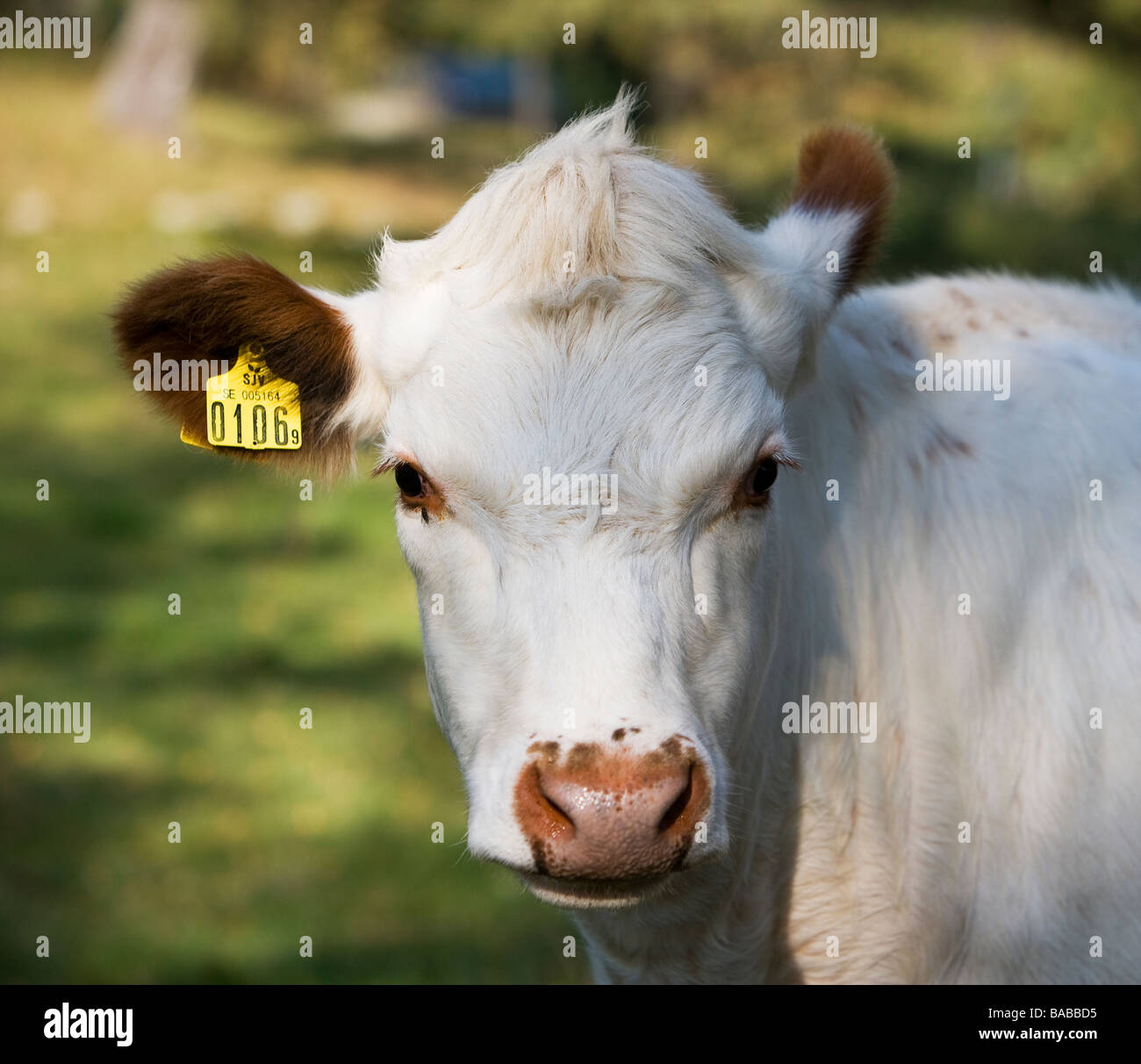 A white cow Sweden Stock Photo - Alamy