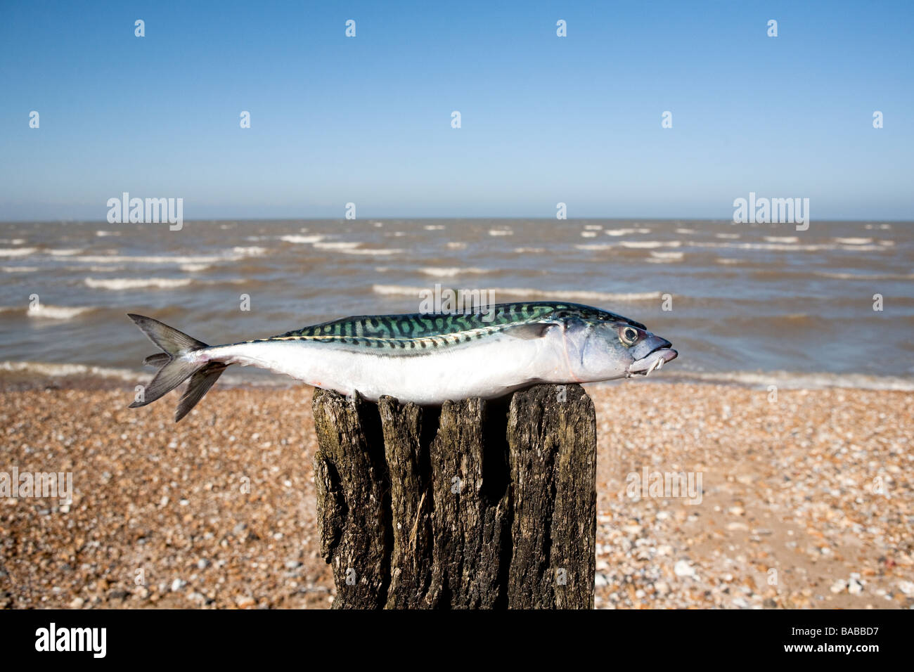 Two Mackerel High Resolution Stock Photography and Images - Alamy