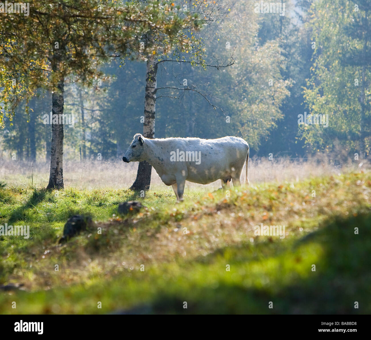 A white cow Sweden Stock Photo - Alamy