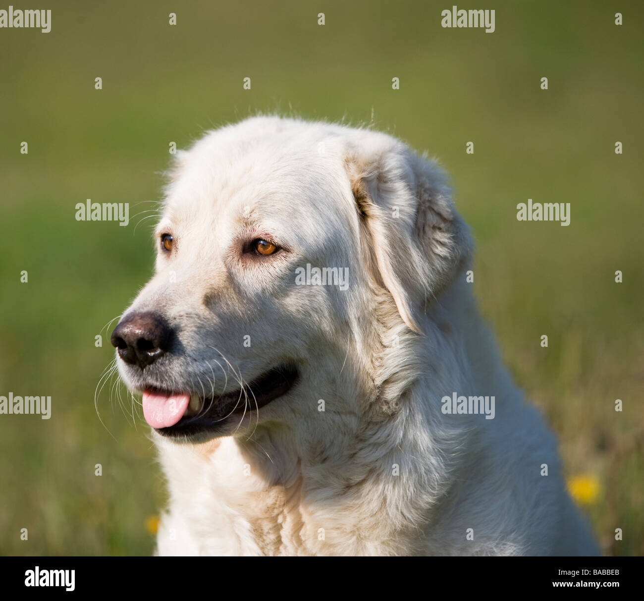 Placid dogs hi-res stock photography and images - Alamy