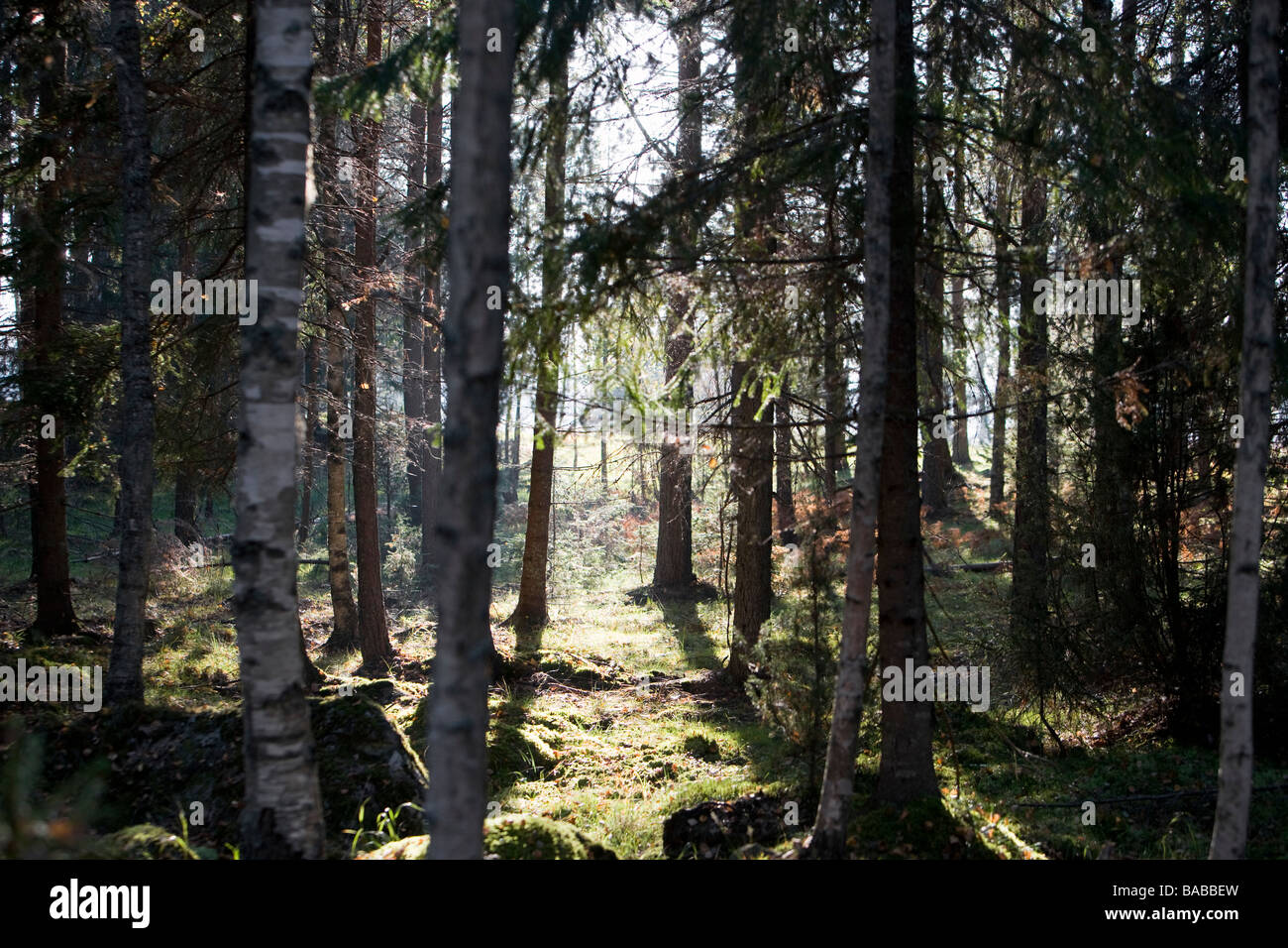 Bergslagen forest hi-res stock photography and images - Alamy