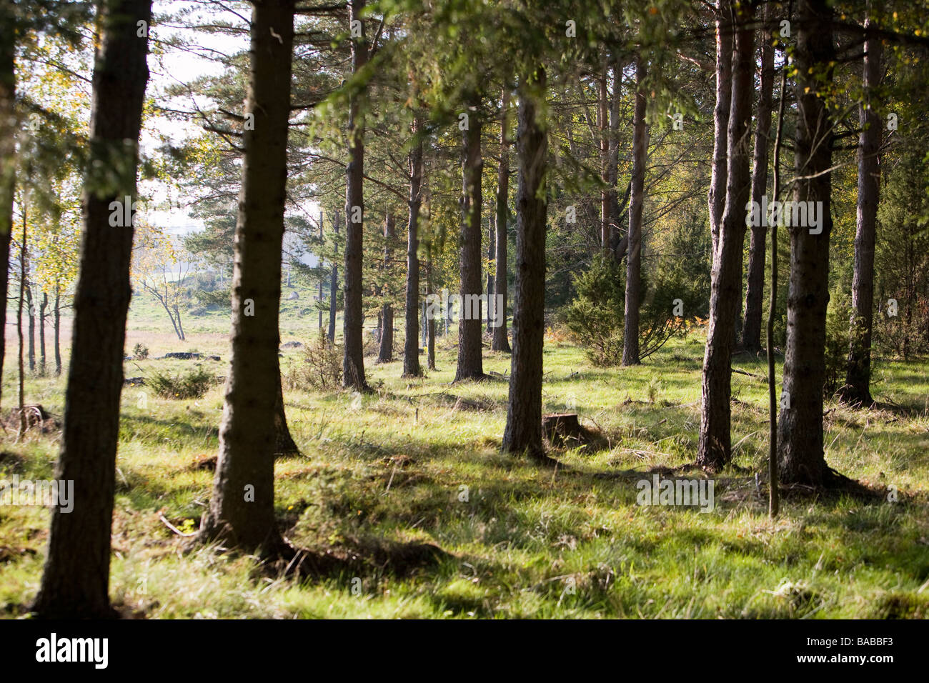 Bergslagen forest hi-res stock photography and images - Alamy