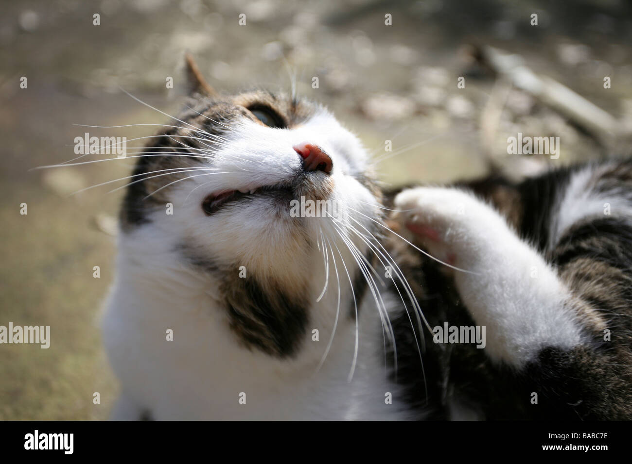 Male tabby cat scratching his ear, in sun Stock Photo - Alamy
