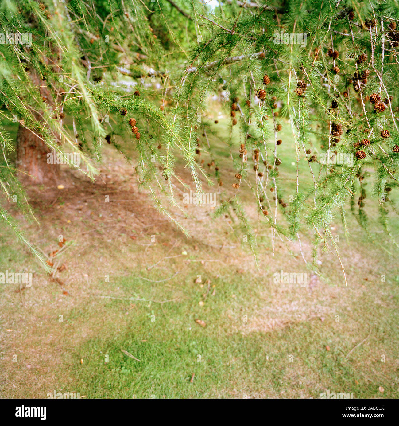 Larch twigs hi-res stock photography and images - Alamy
