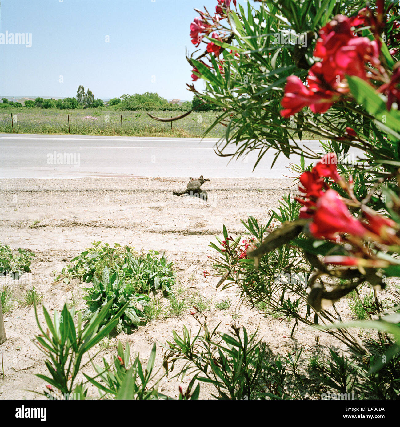 Dead dog hi-res stock photography and images - Alamy