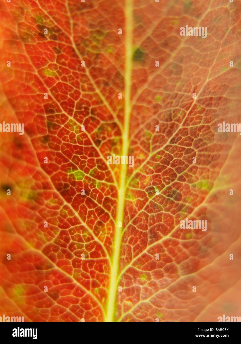 Leaf inspirations hi-res stock photography and images - Alamy