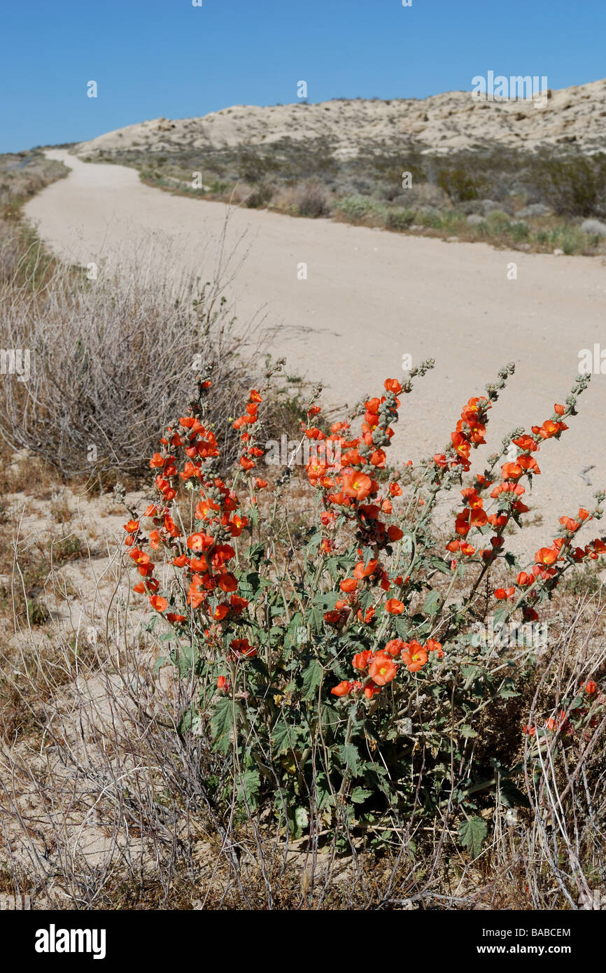 Apricot Mallow Flower - Anacetoz