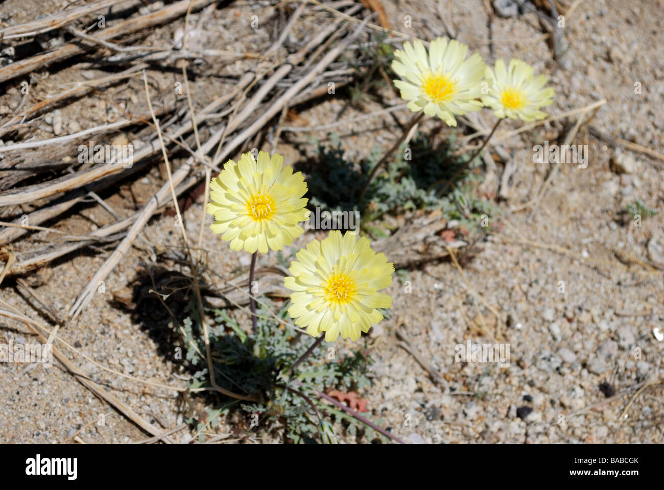 Malacothrix californica California Desert Dandelion on the Mojave ...