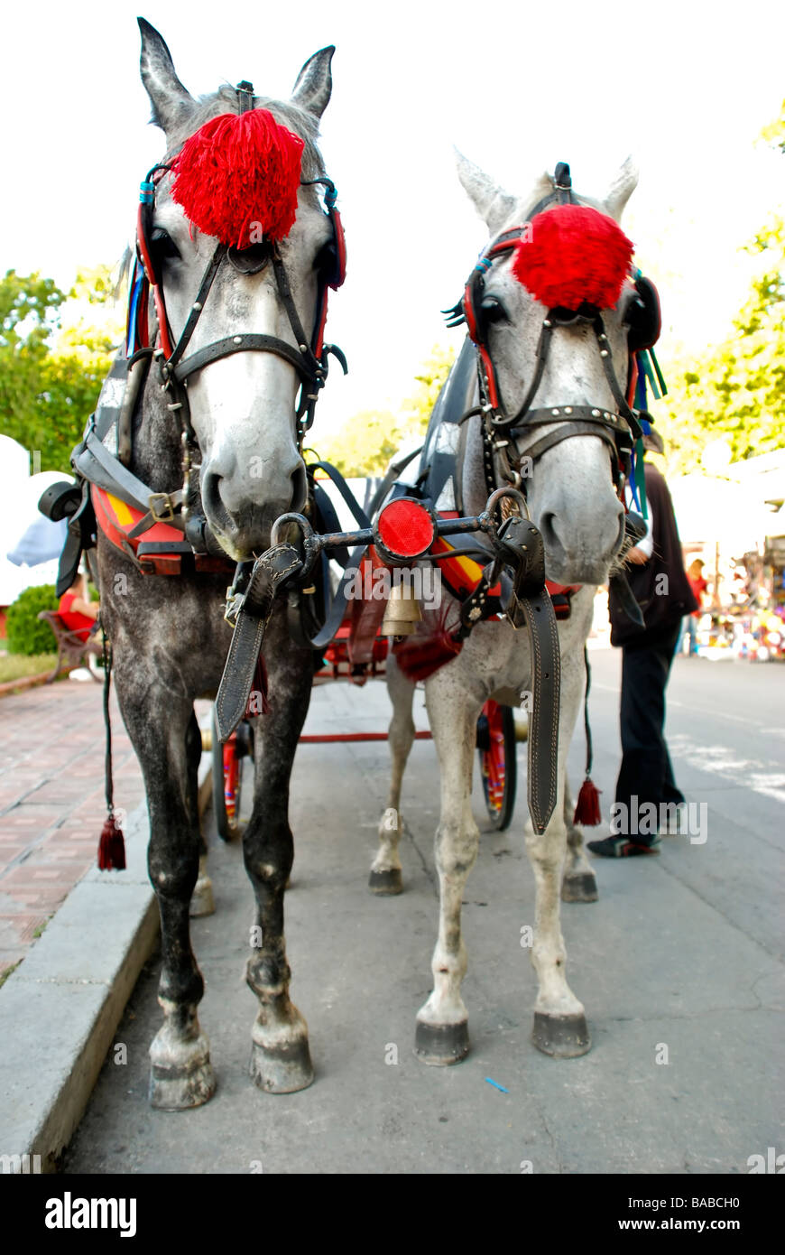 Two horses Stock Photo - Alamy
