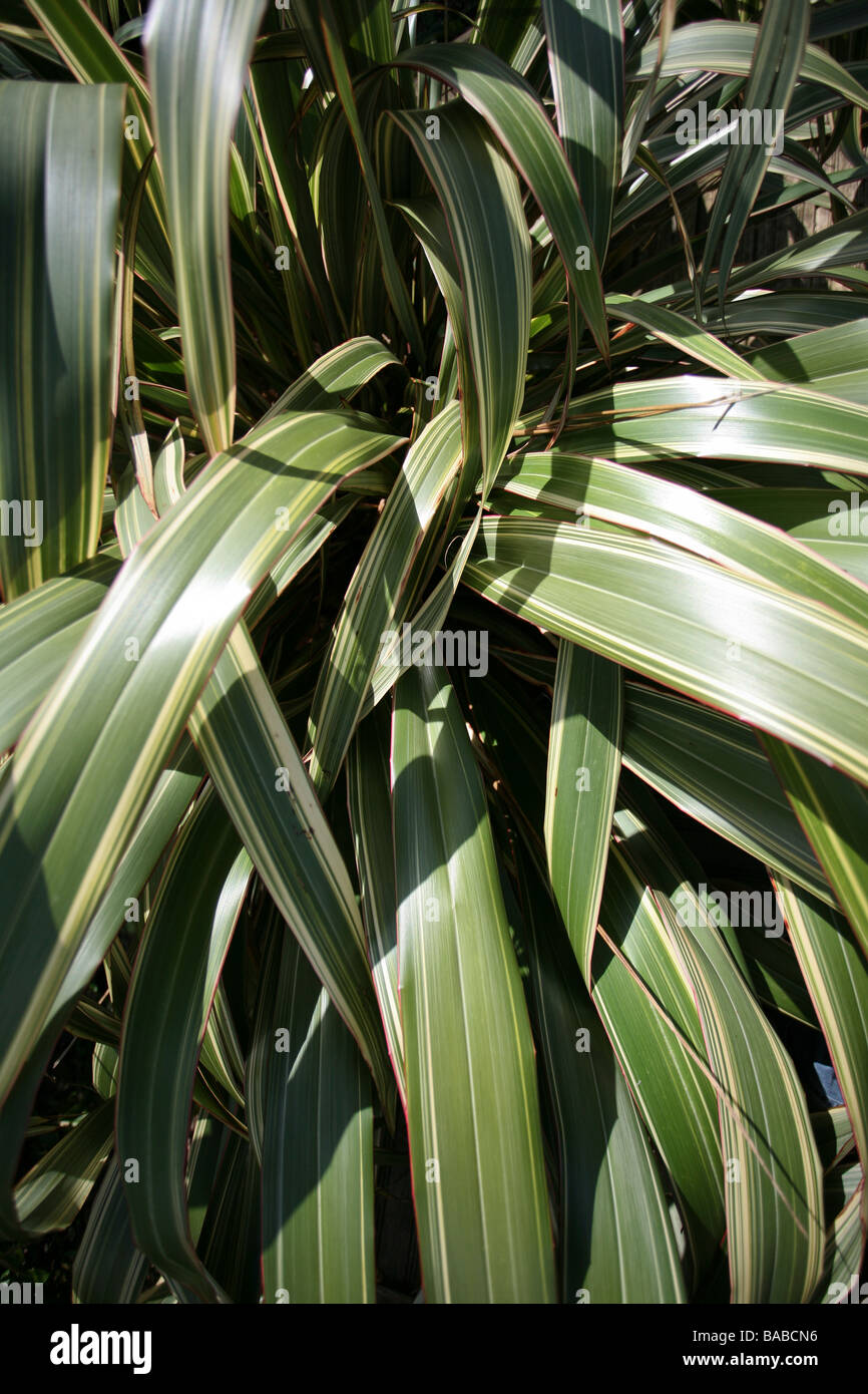 Phormium tenax hi-res stock photography and images - Alamy