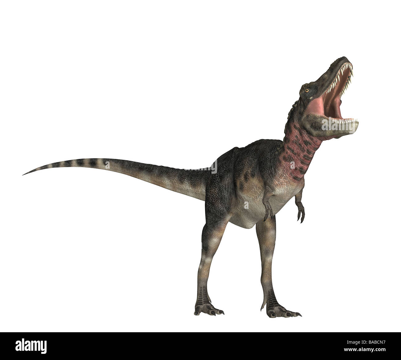 Tarbosaurus hi-res stock photography and images - Alamy