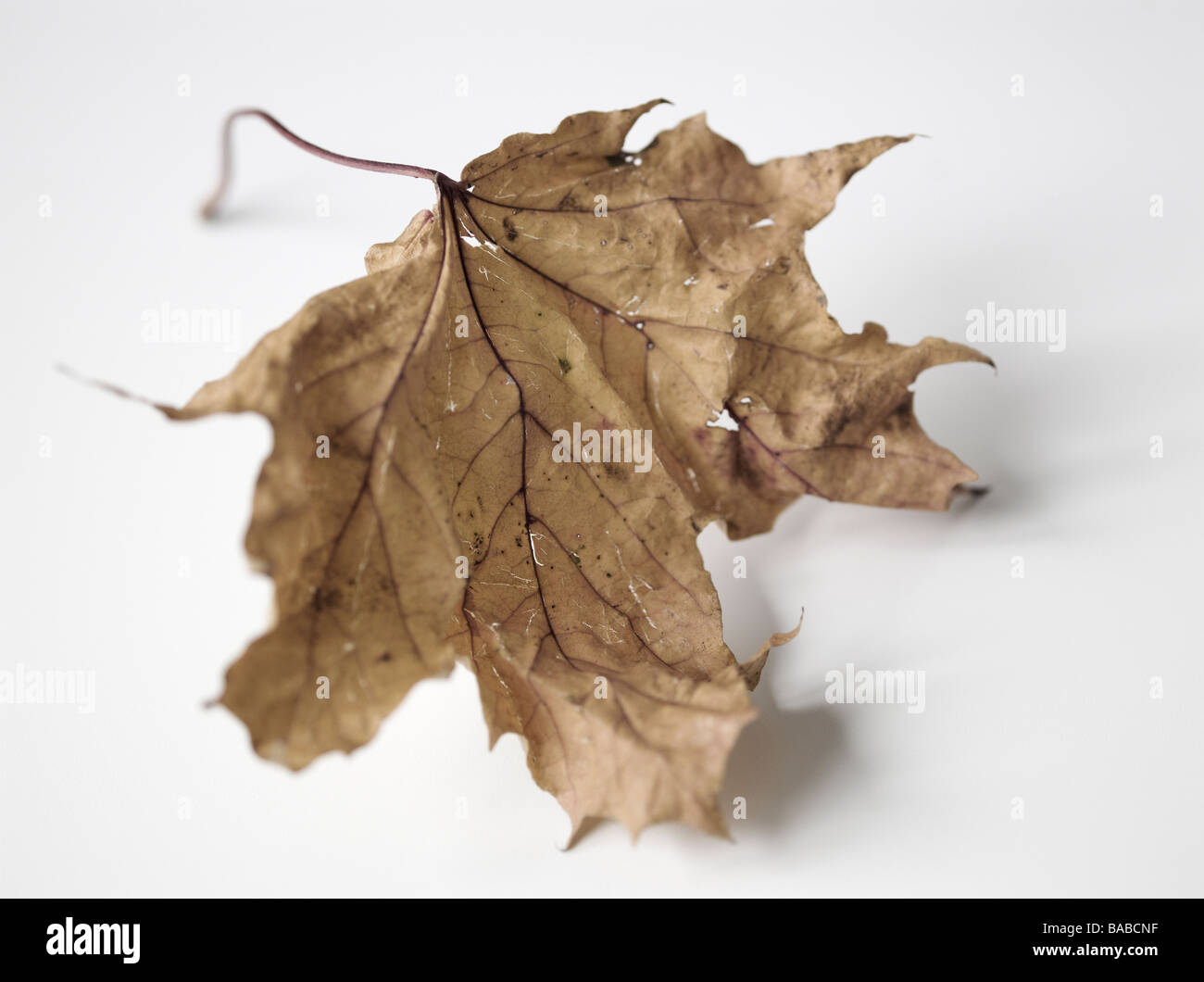 One dry leaf hi-res stock photography and images - Alamy