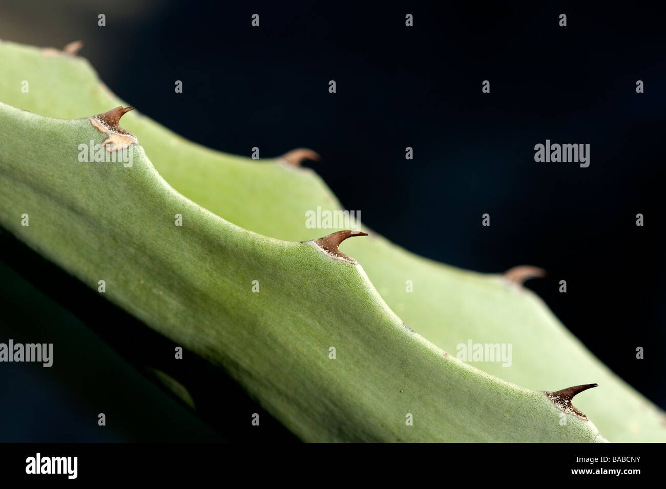 Arm of Cactus with sharp spikes shown in detail Stock Photo - Alamy