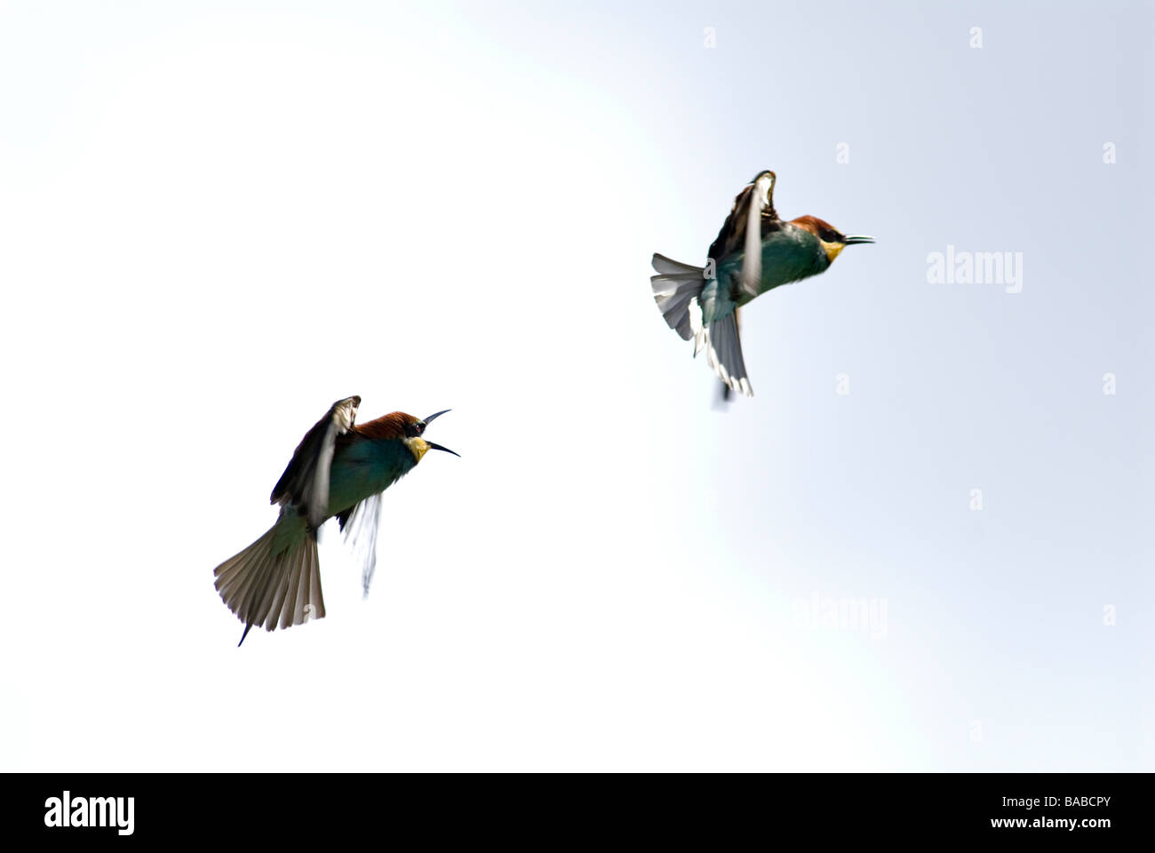 Bee Eaters in flight Stock Photo - Alamy