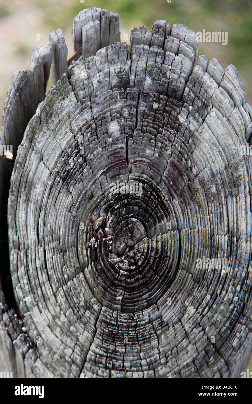 Old weathered log hi-res stock photography and images - Alamy