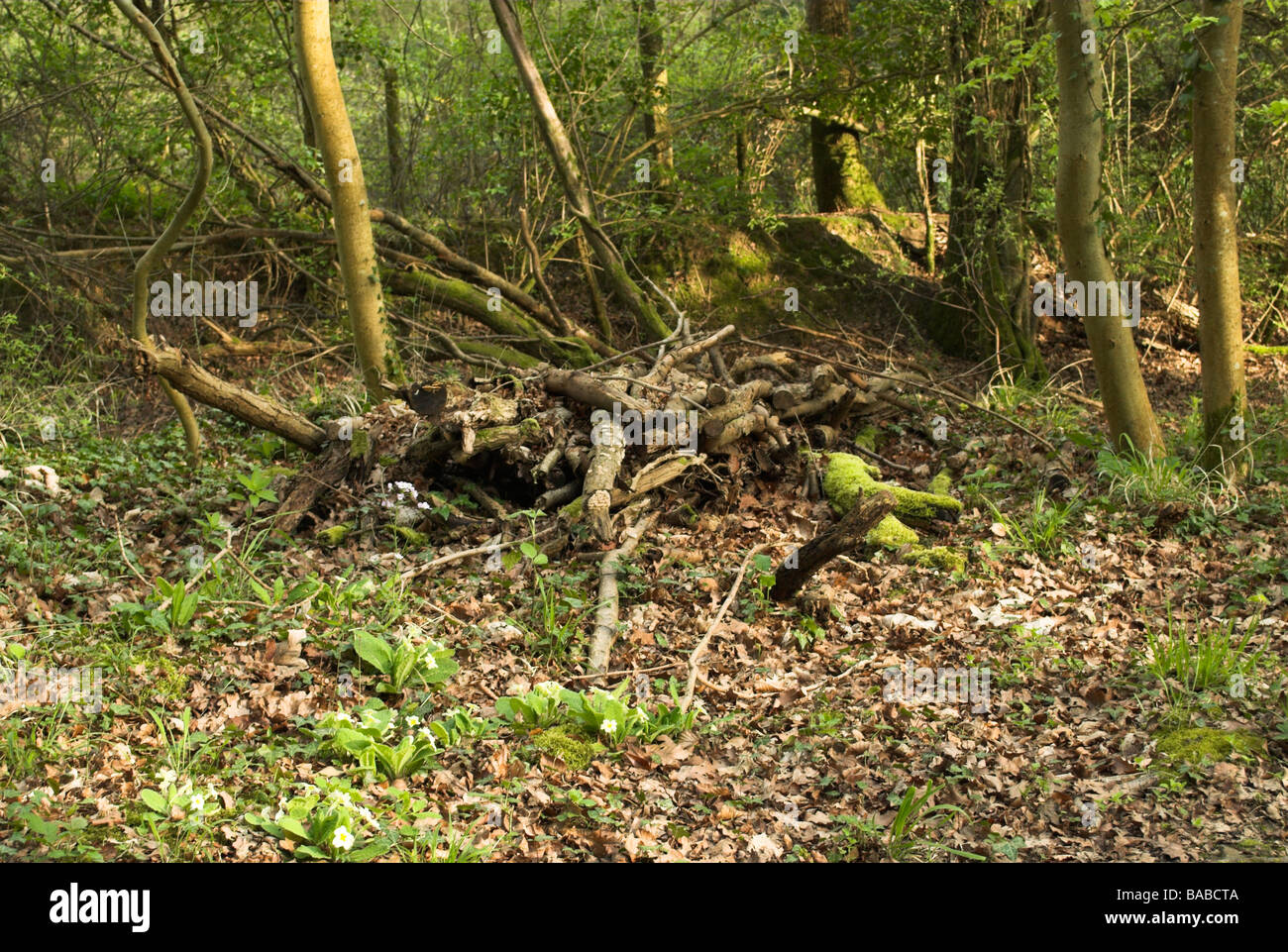 Log pile wildlife habitat logs hi-res stock photography and images - Alamy