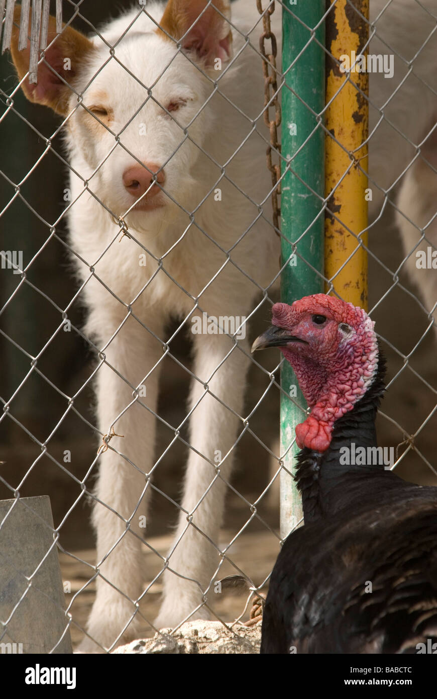 Dog fence turkey hi-res stock photography and images - Alamy