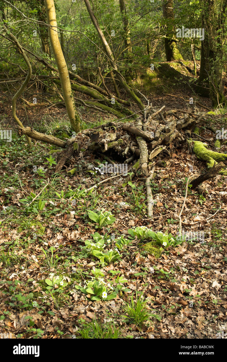 Wildlife garden log pile hi-res stock photography and images - Alamy