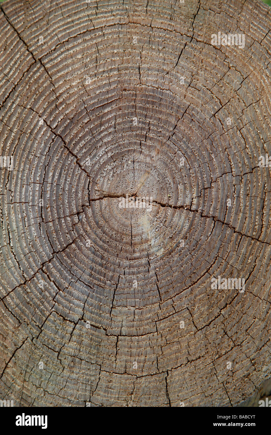 wooden tree log with rings and old cracks Stock Photo - Alamy