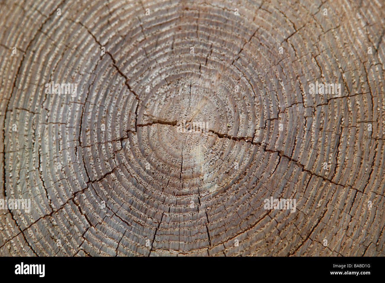 wooden log rings and cracks Stock Photo - Alamy