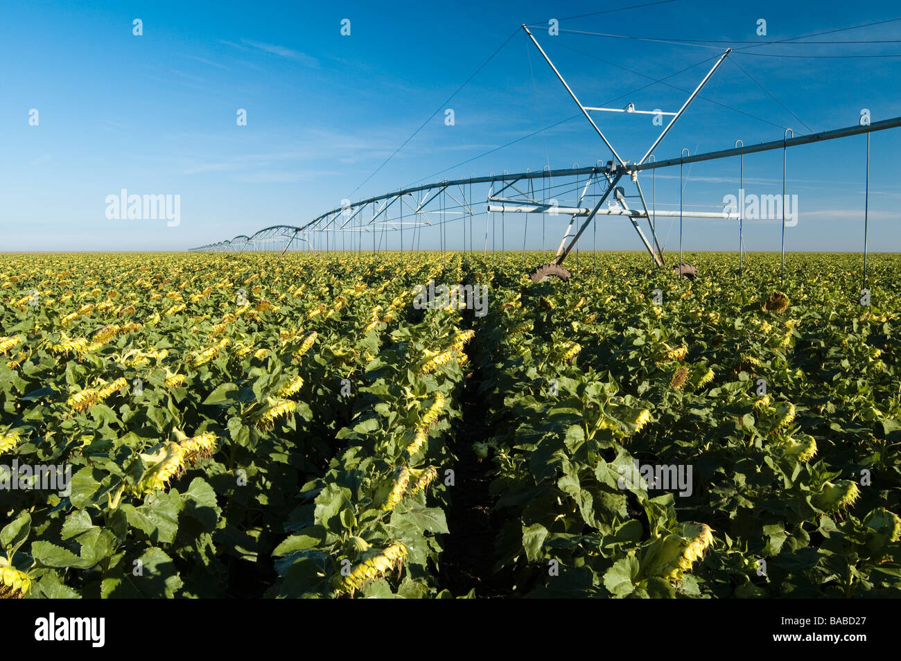 a center point irrigation system in a field of sunflowers Stock Photo ...