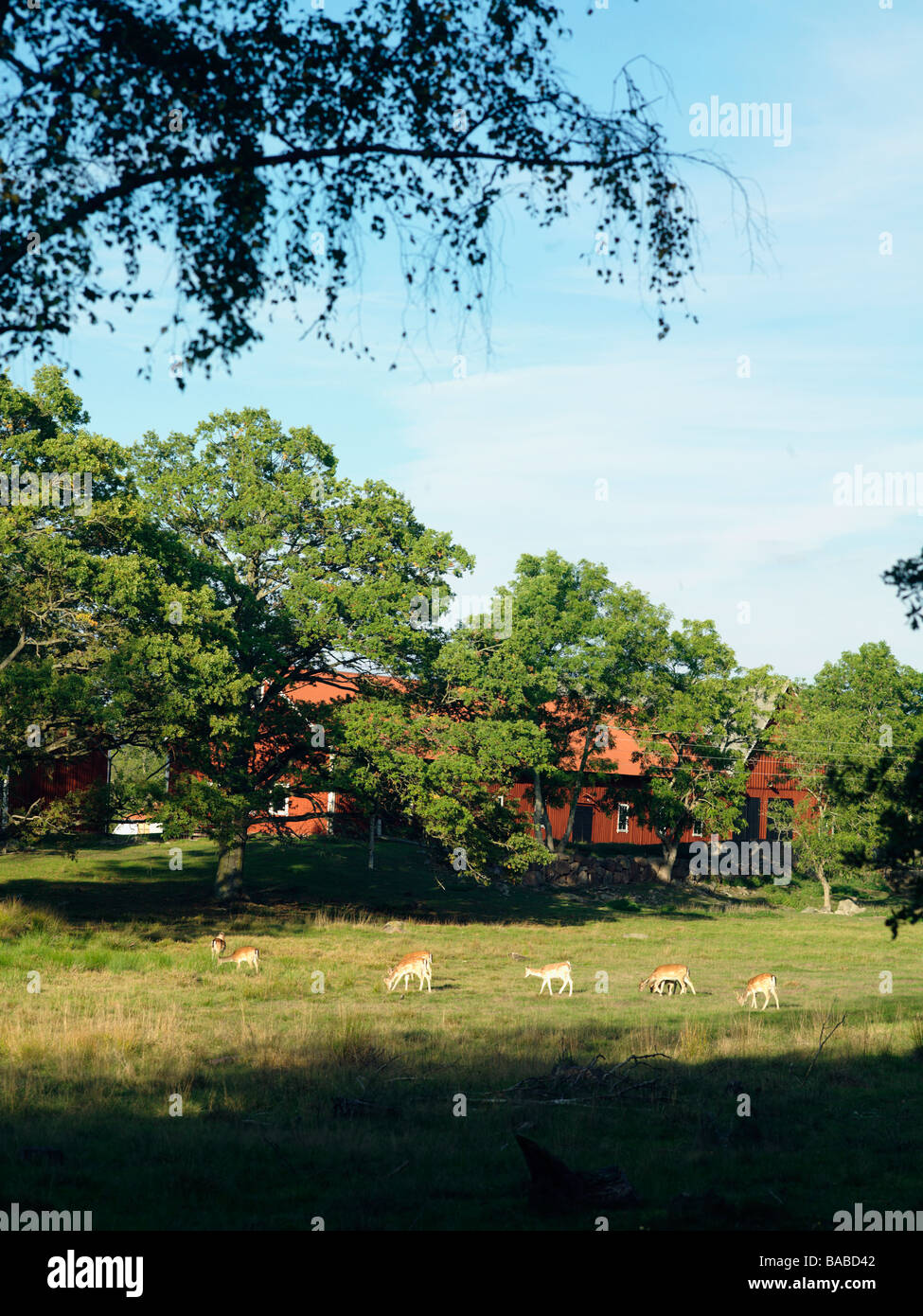 Roe deer in an enclosed pasture Smaland Sweden Stock Photo - Alamy