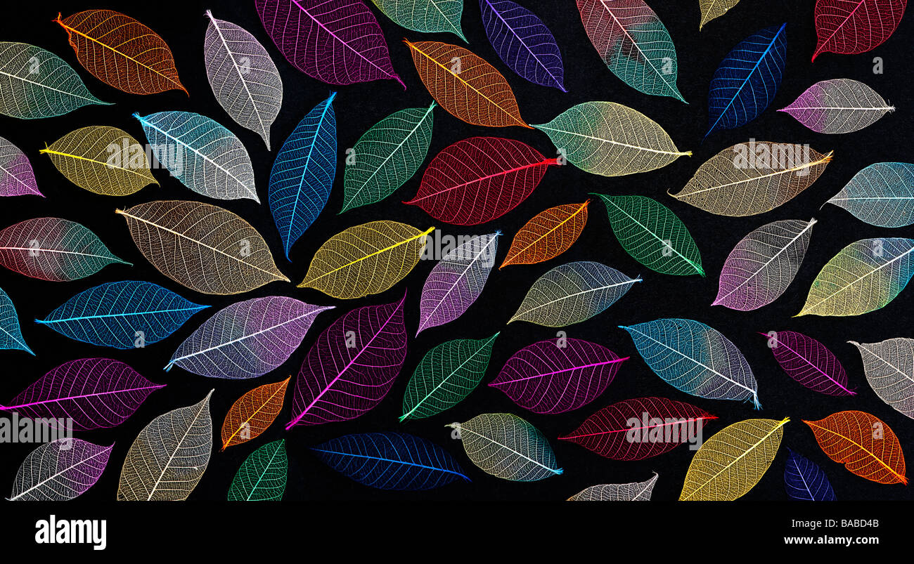 Skeleton leaf pattern hi-res stock photography and images - Alamy