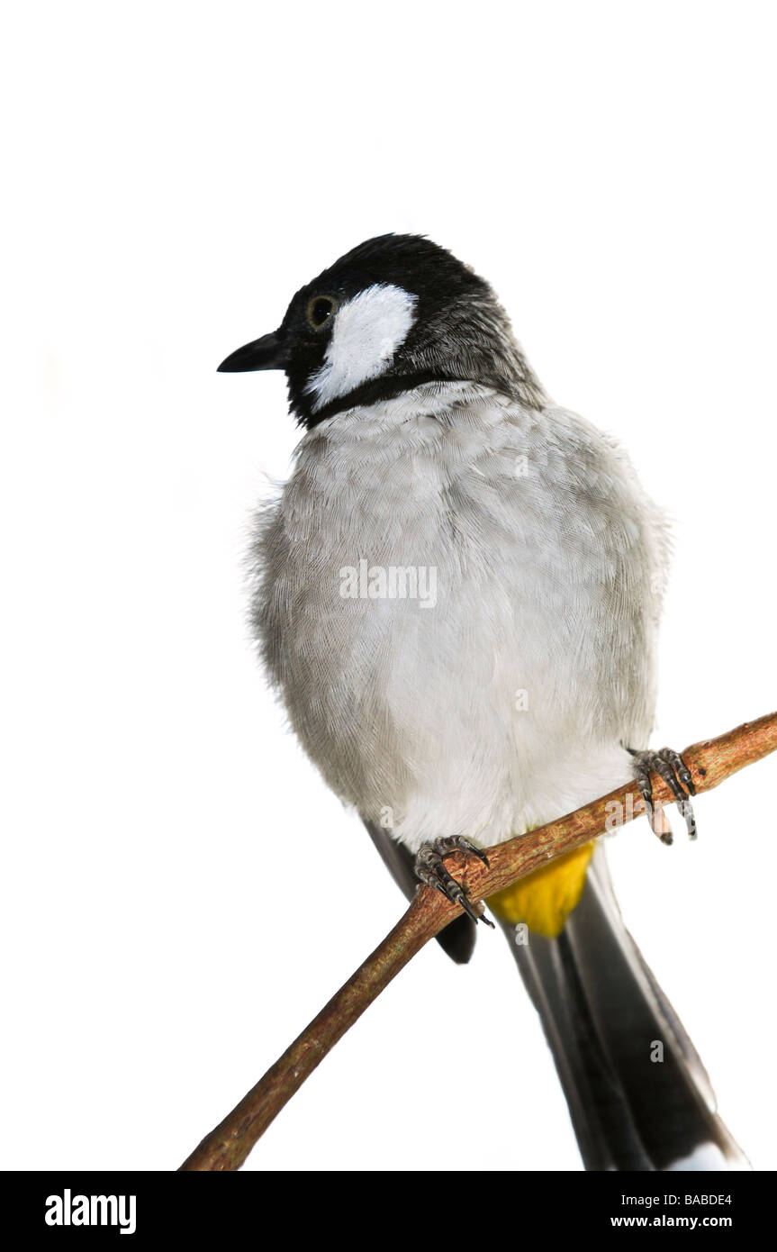 White eared Bulbul Pycnonotus leucotis isolated on branch Stock Photo ...