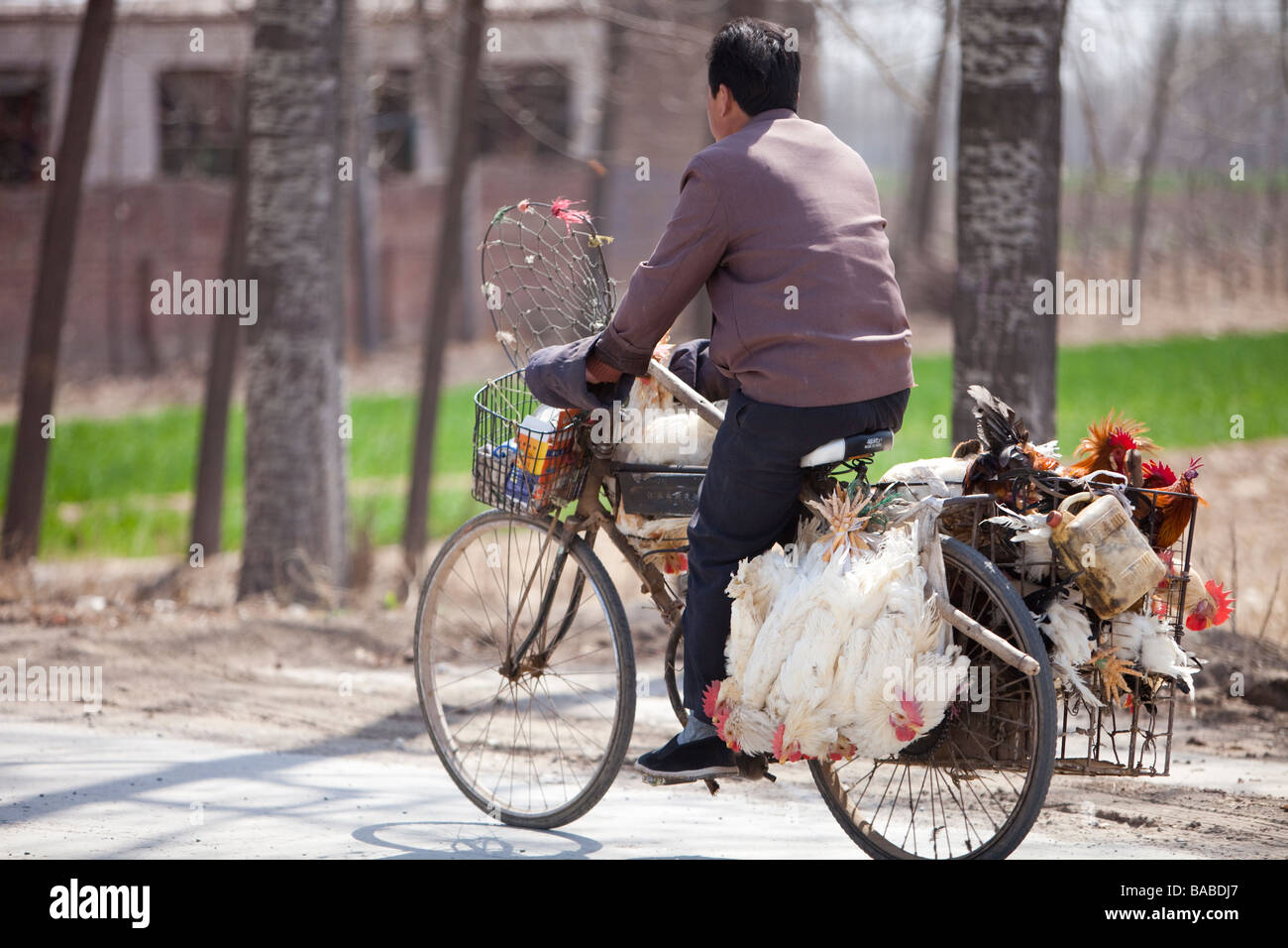 A chinese man on a bicycle with live chickens Stock Photo - Alamy
