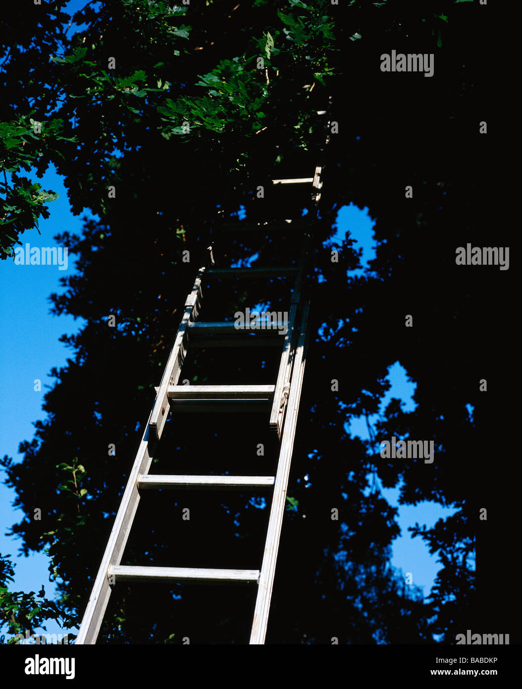 Scandinavian tree ladder hi-res stock photography and images - Alamy